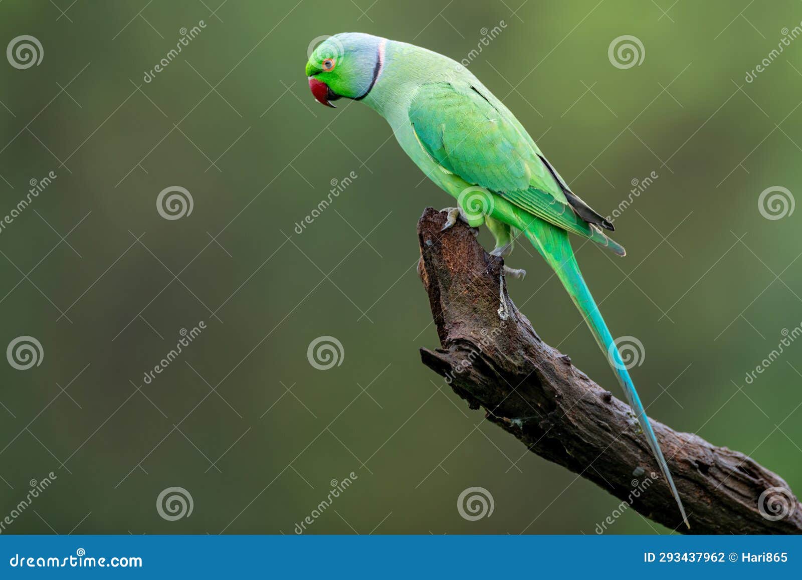 Malabar Parakeet or Blue-winged Parakeet Stock Photo - Image of forests ...