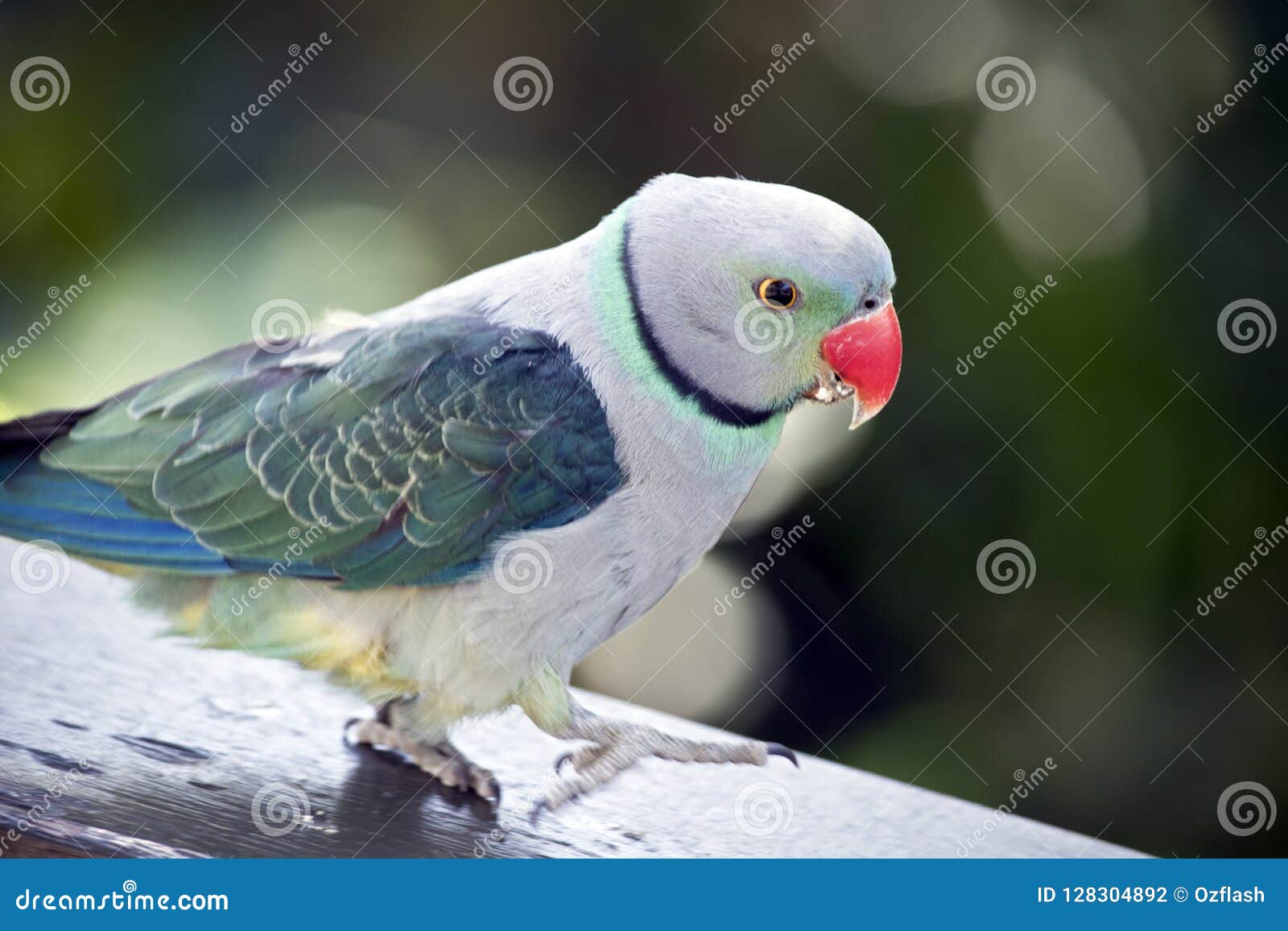 A malabar parakeet stock photo. Image of close, bird - 128304892