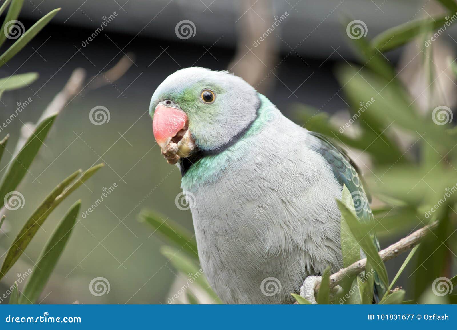 Malabar Parrot - Blue-Winged Parakeet - Psittacula Columboides In Its ...