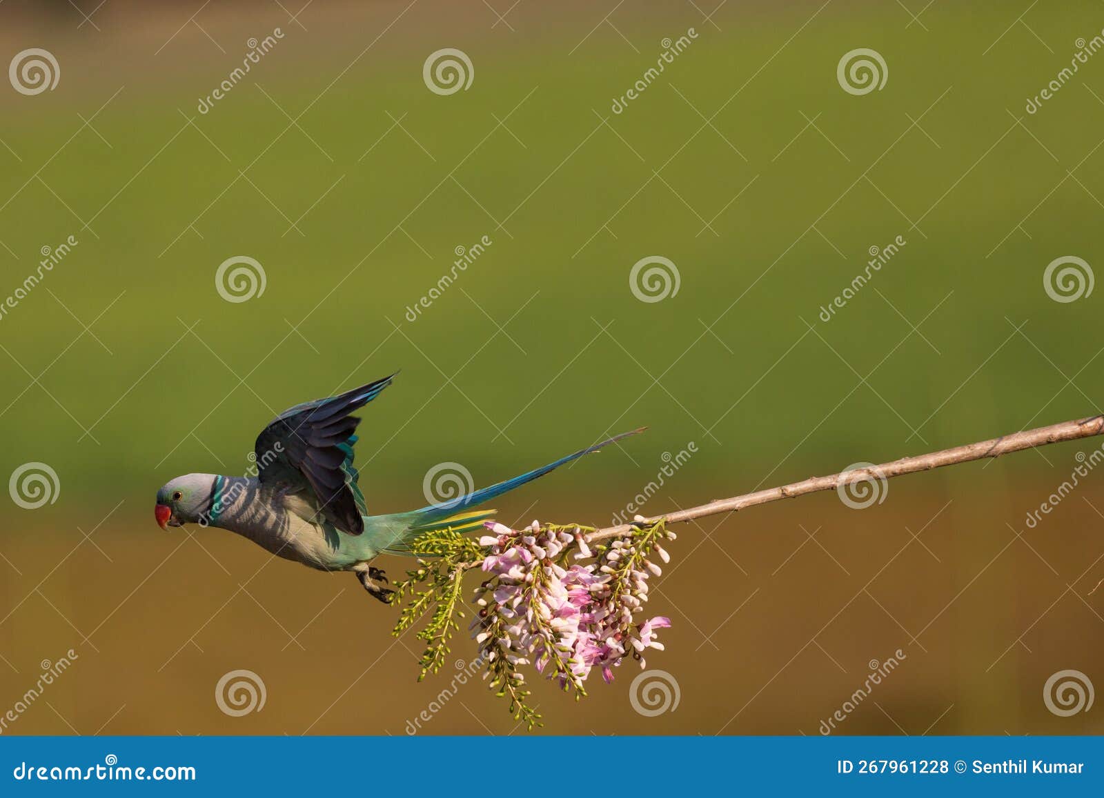 A Malabar Parakeet Flying from a Beautiful Perch Stock Photo - Image of ...
