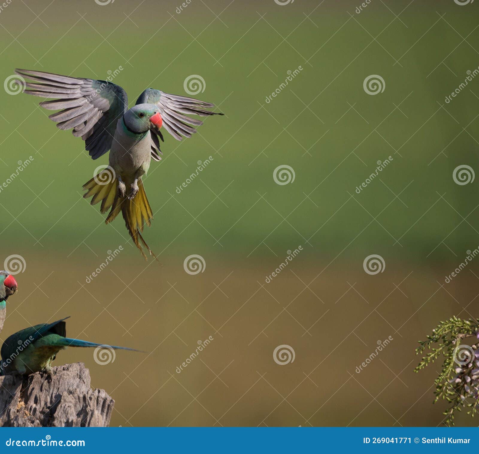 Malabar parakeet stock image. Image of colors, wild - 269041771