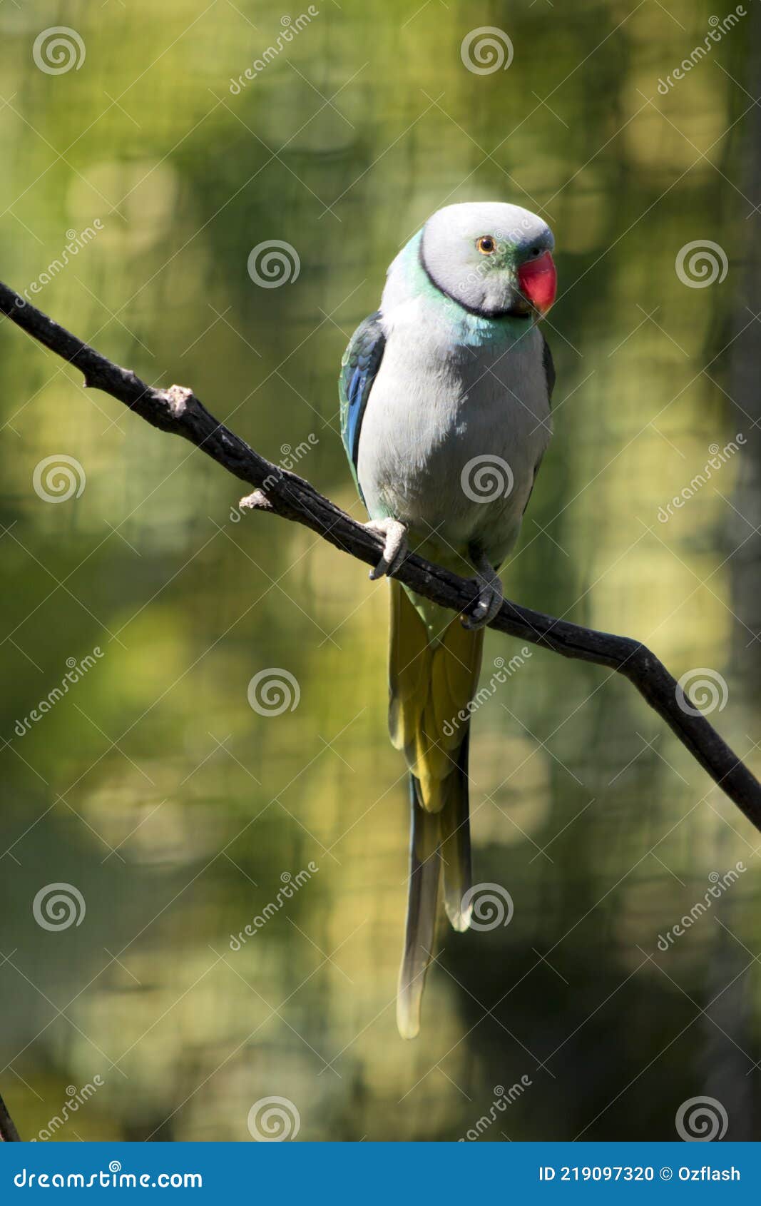 The Malabar Parakeet is Perched on a Tree Branch Stock Photo - Image of ...