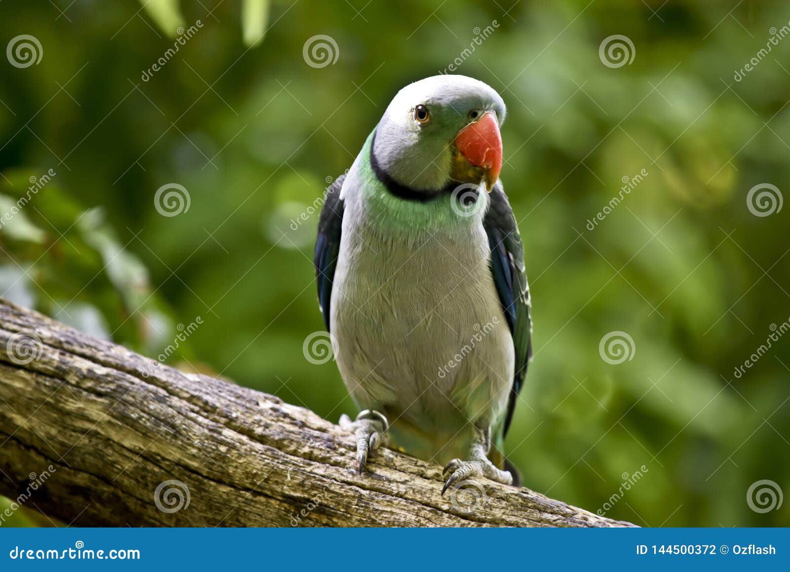 A malabar parakeet stock photo. Image of friendly, wildlife - 144500372