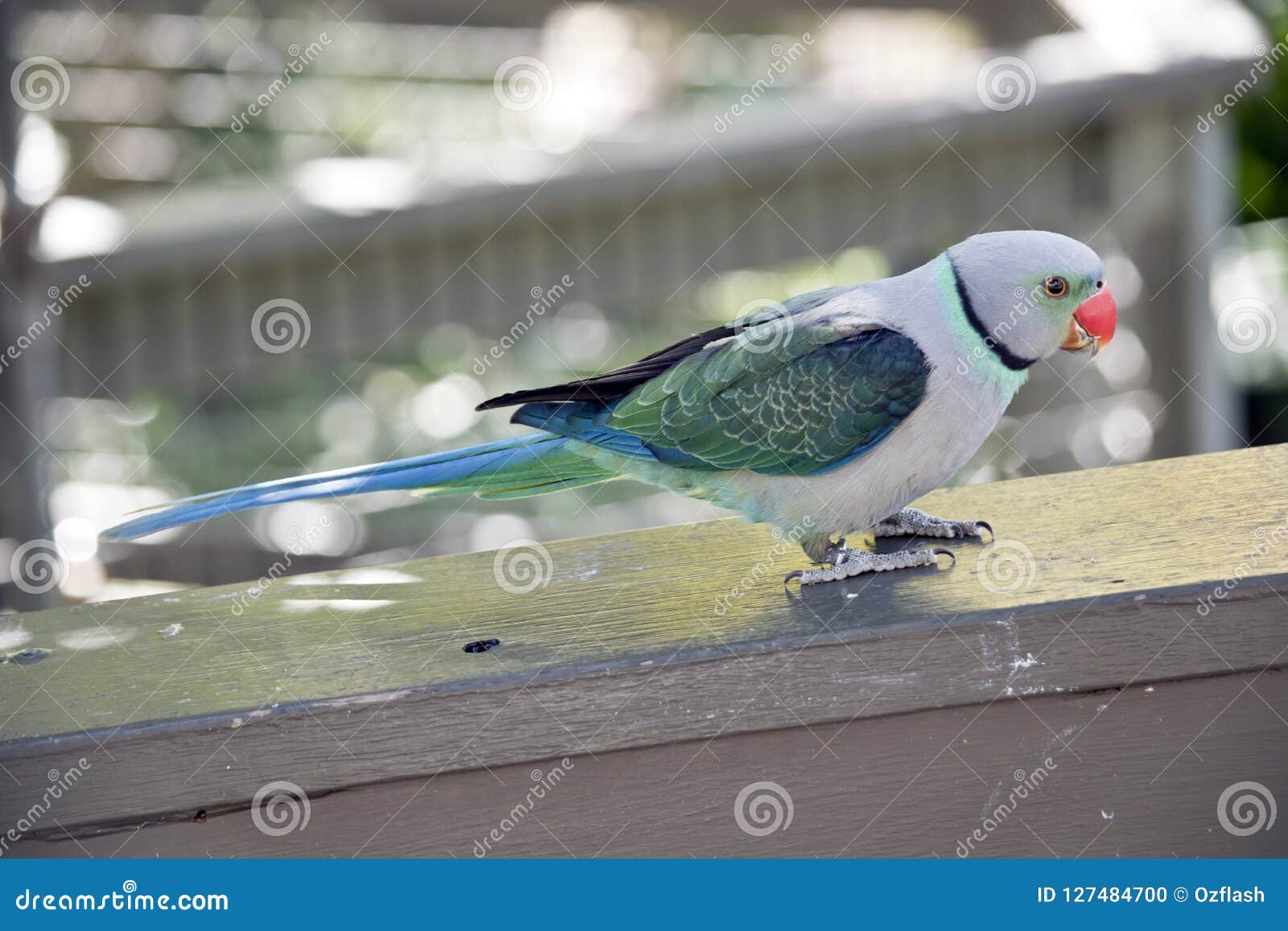 A malabar parakeet stock photo. Image of side, bluewinged - 127484700