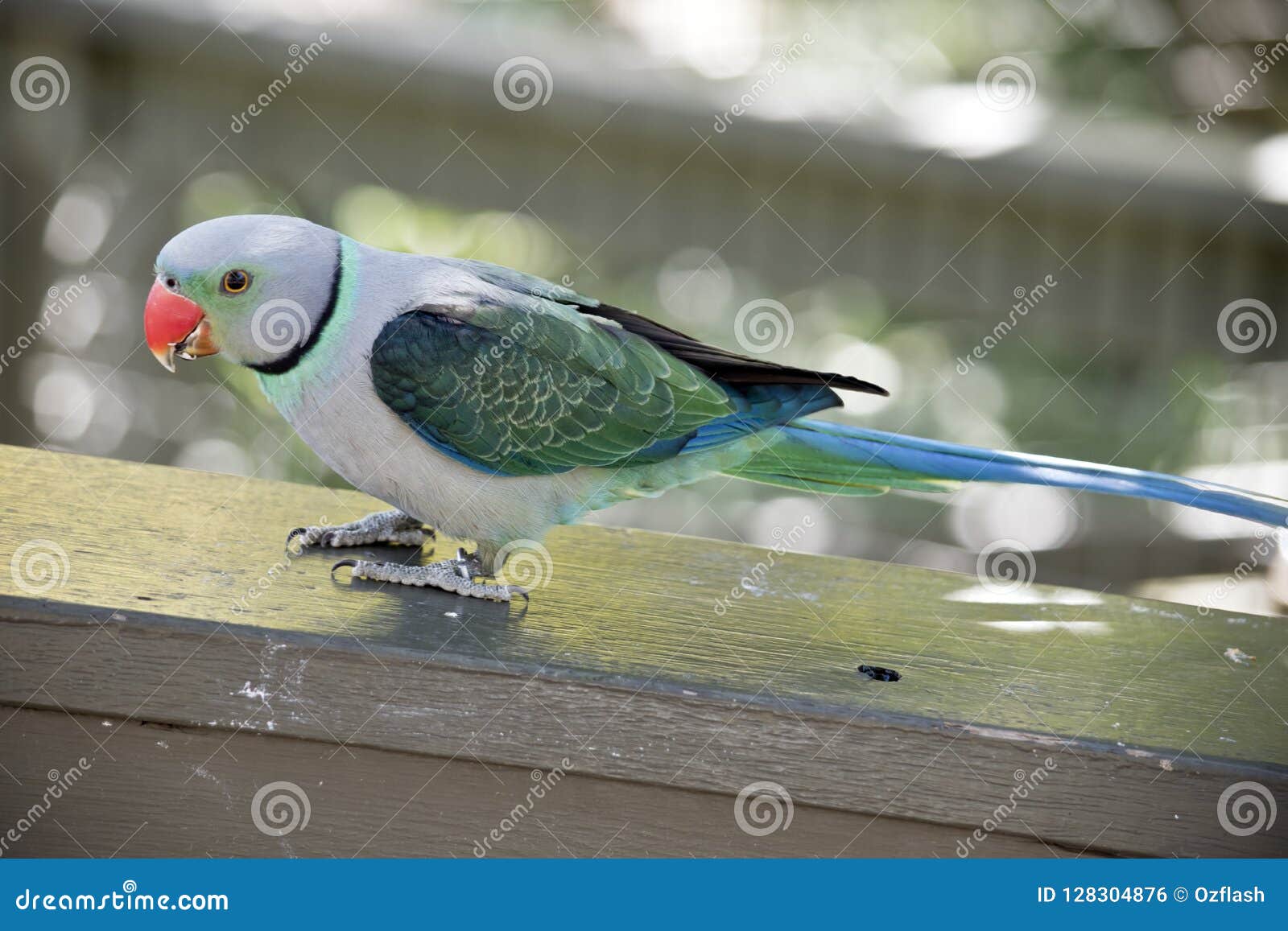 A malabar parakeet stock photo. Image of parakeet, malabar - 128304876