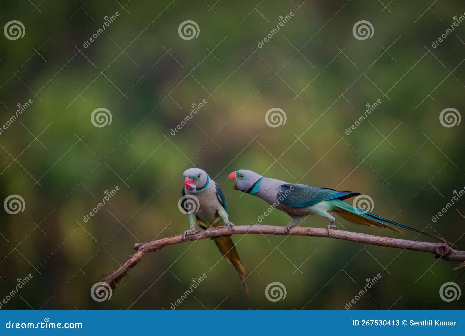 Malabar Parakeets Fight for Their Pairs Stock Image - Image of leaf ...