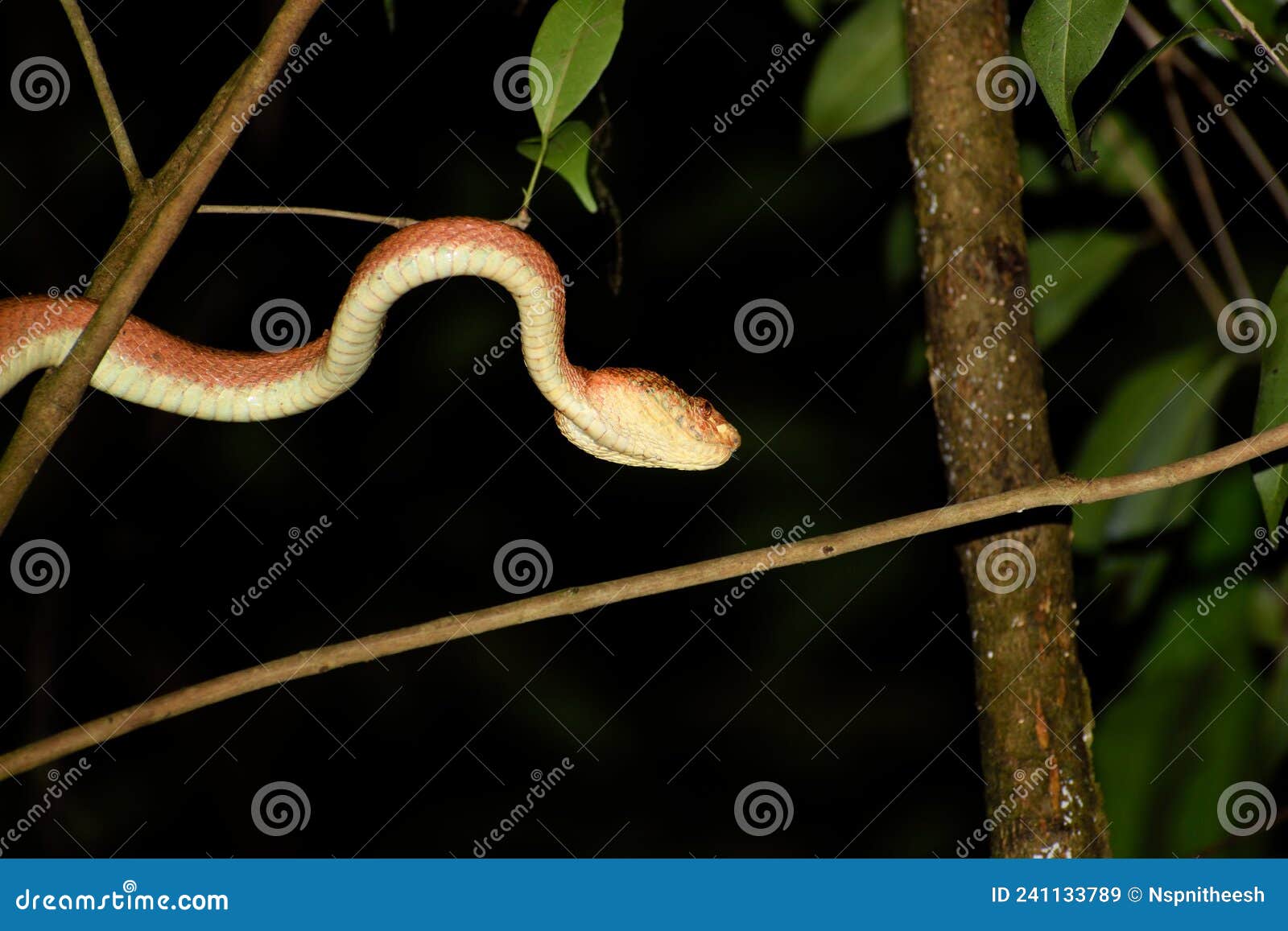 Malabar Pit Viper Snake Orange Morph Stock Image - Image of wildlife ...