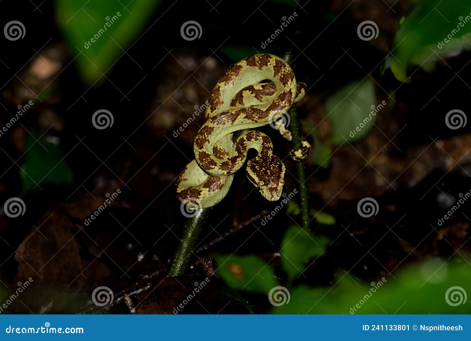 Malabar Pit Viper Snake Waiting for a Prey Stock Image - Image of ...
