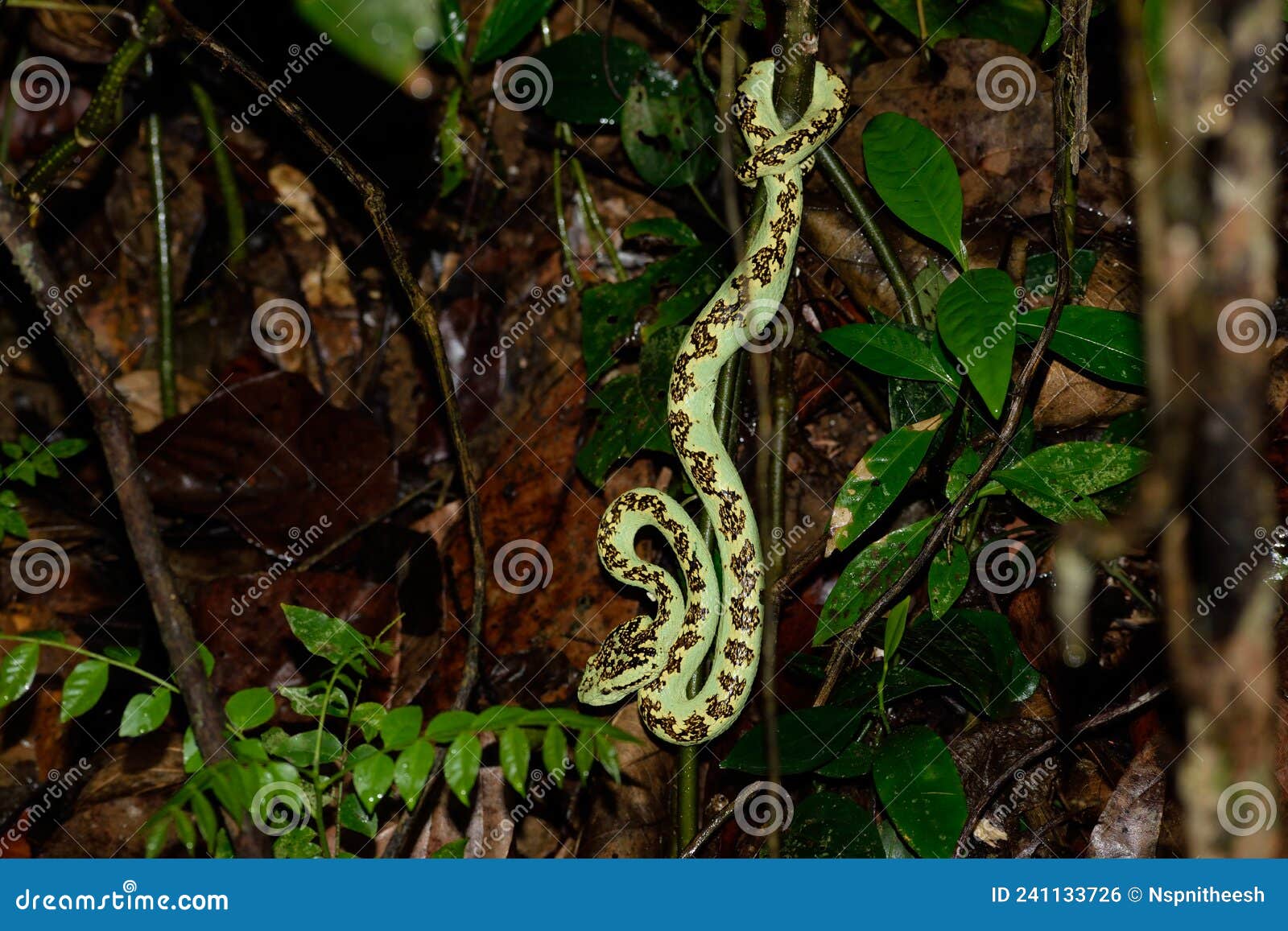 Malabar Pit Viper Snake Green Morph Stock Photo - Image of hanging ...