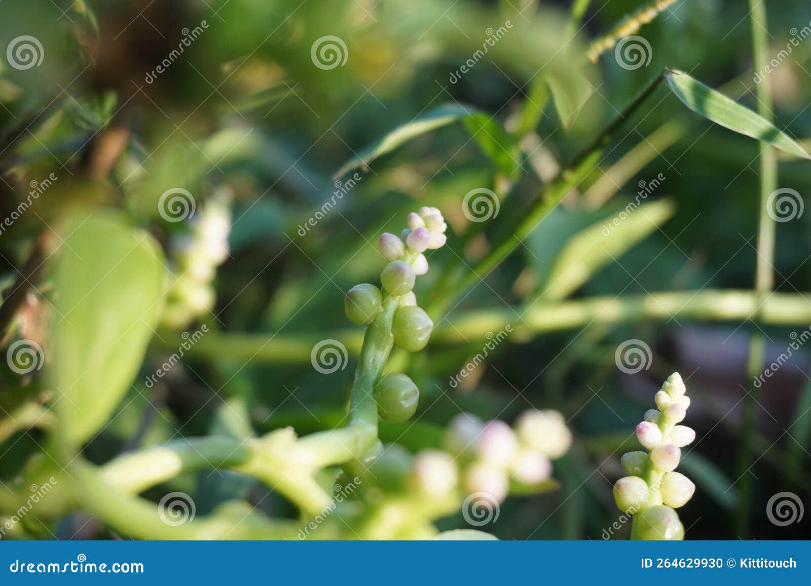 Malabar Spinach or Basella Alba Flowers Stock Photo - Image of spinach ...