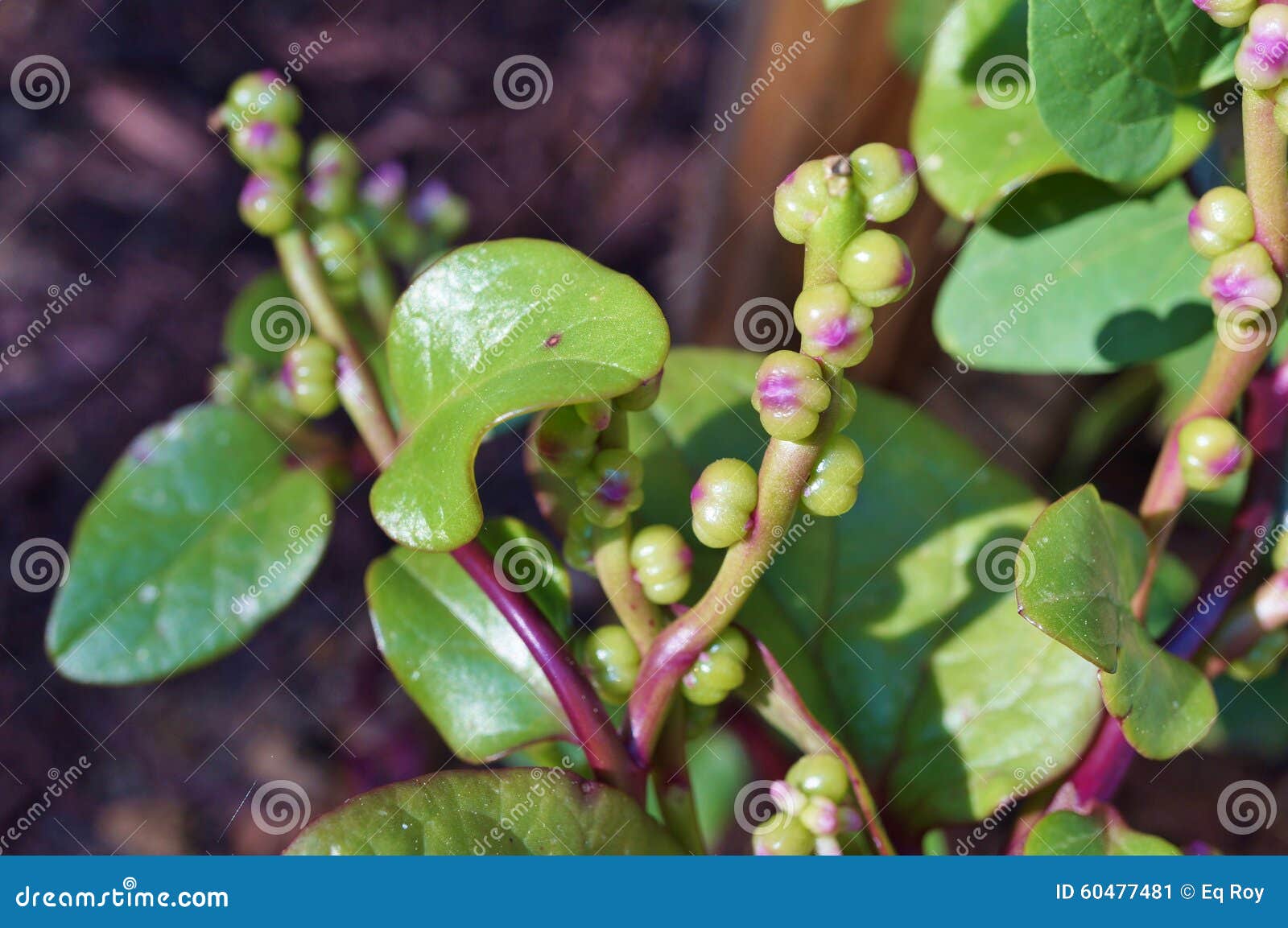 Malabar Spinach (basella) stock image. Image of malabar - 60477481