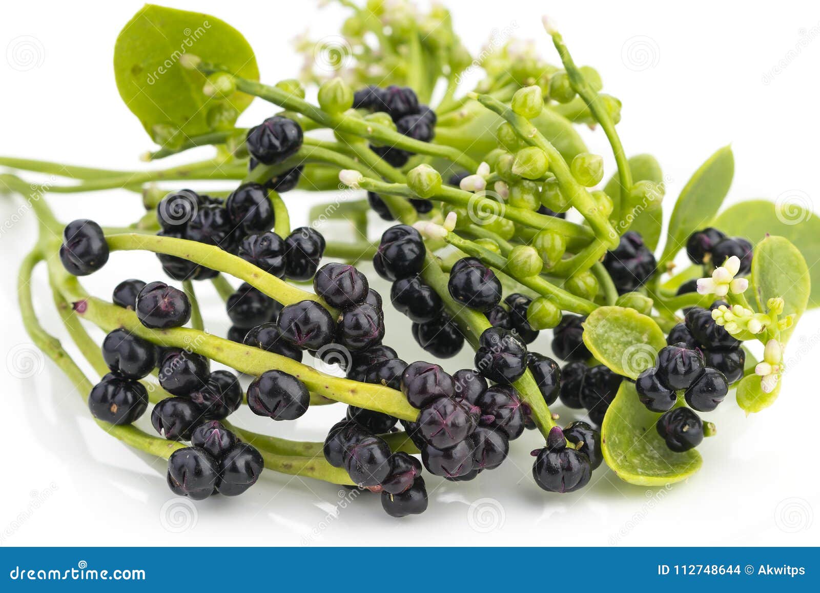 Malabar Spinach, Ceylon Spinach Scientific Name is Basella Alba Stock ...