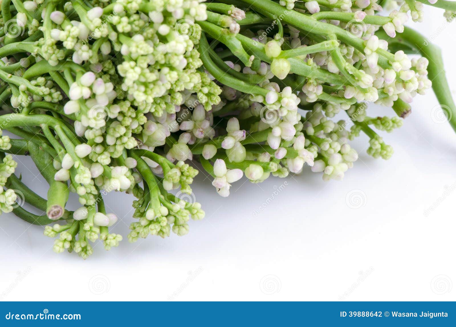 Malabar Spinach or Ceylon Spinach (Basella Alba Linn.). Stock Photo ...