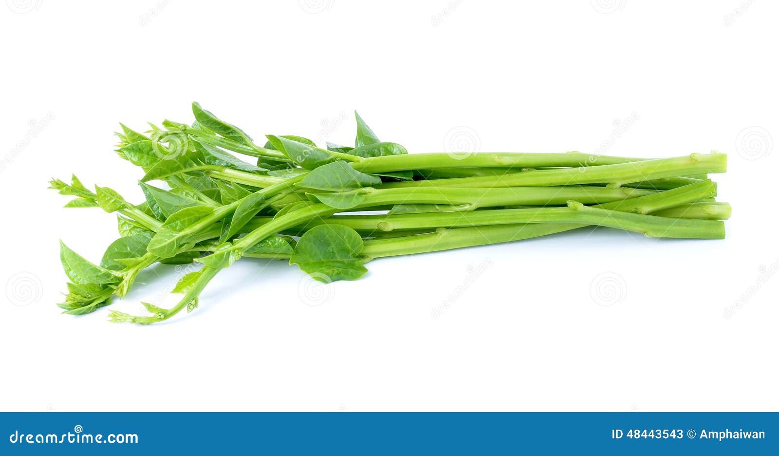 Malabar Spinach or Ceylon Spinach Stock Image - Image of natural ...