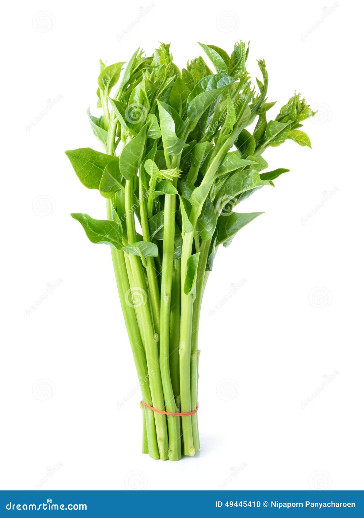 Malabar Spinach or Ceylon Spinach Stock Photo - Image of nutrition ...
