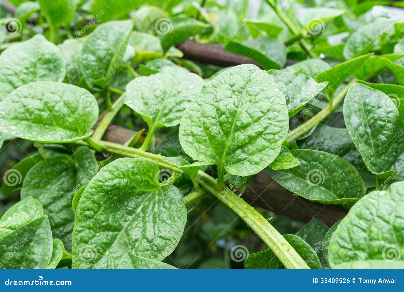 Malabar Spinach stock photo. Image of fresh, alba, spinach - 33409526