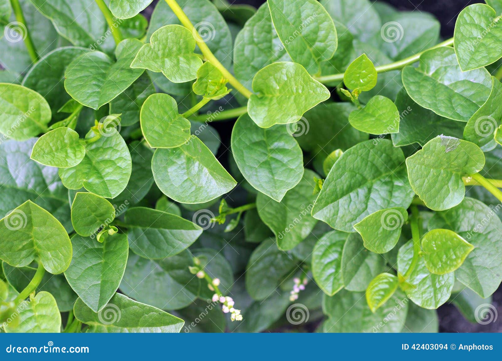 Malabar spinach stock photo. Image of climbing, fast - 42403094