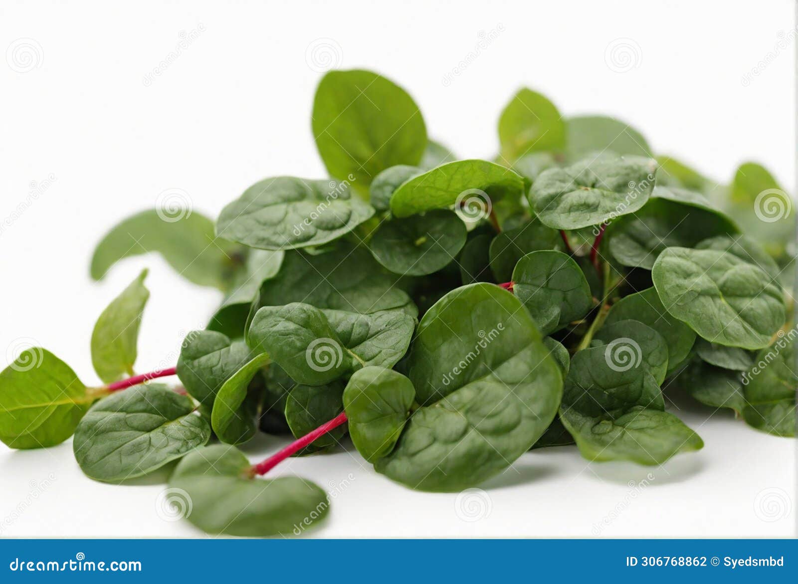 Malabar Spinach Vegetable Isolated On White Background Royalty-Free ...