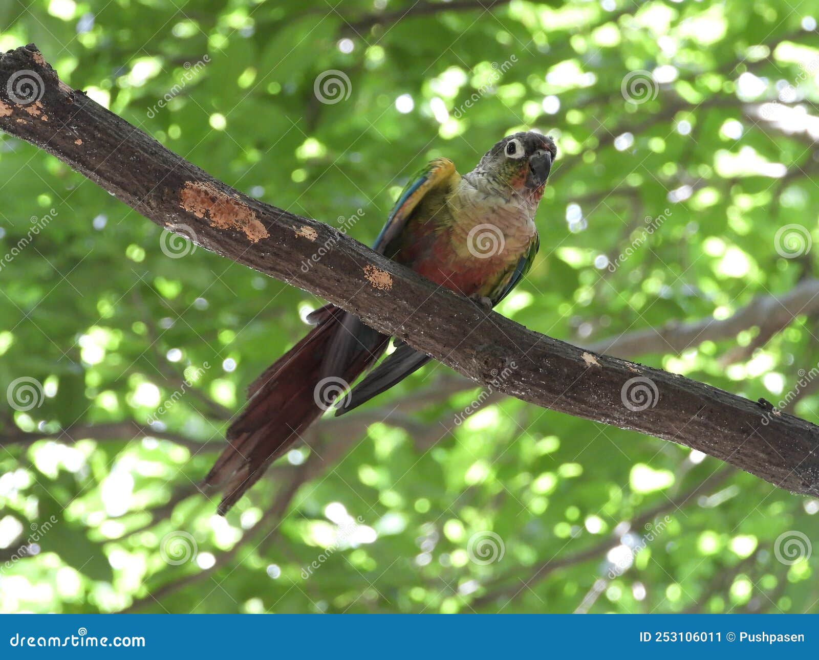 Malabar Parrot - Blue-Winged Parakeet - Psittacula Columboides In Its ...
