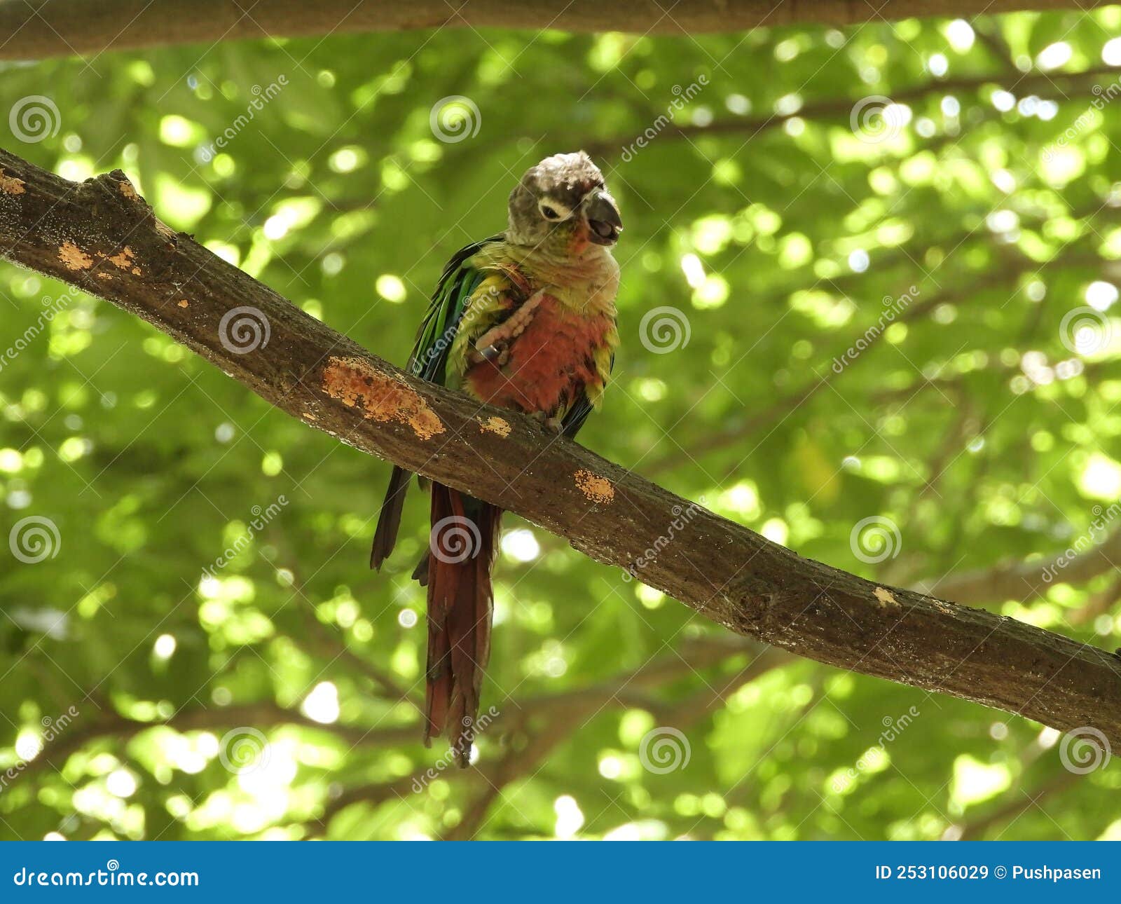 Malabar Parrot - Blue-Winged Parakeet - Psittacula Columboides In Its ...