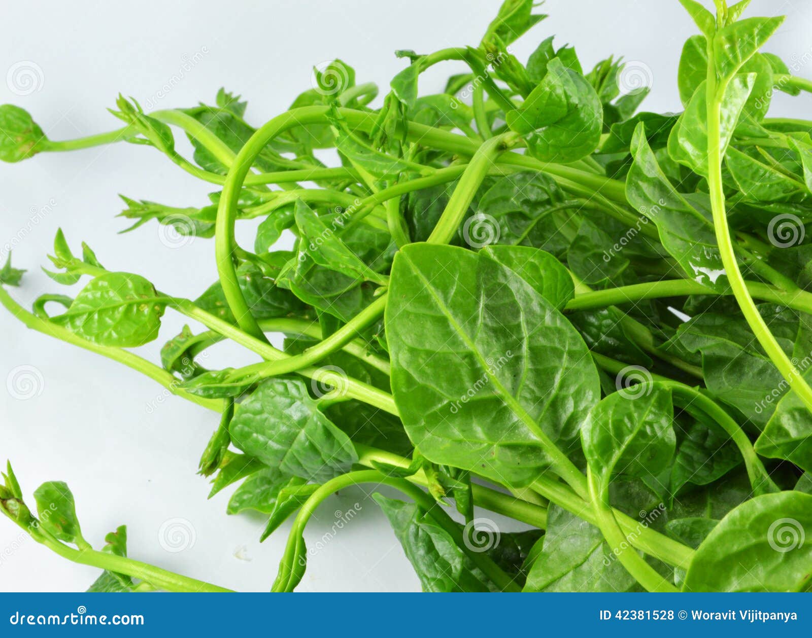 Malabar stock photo. Image of background, frame, edible - 42381528