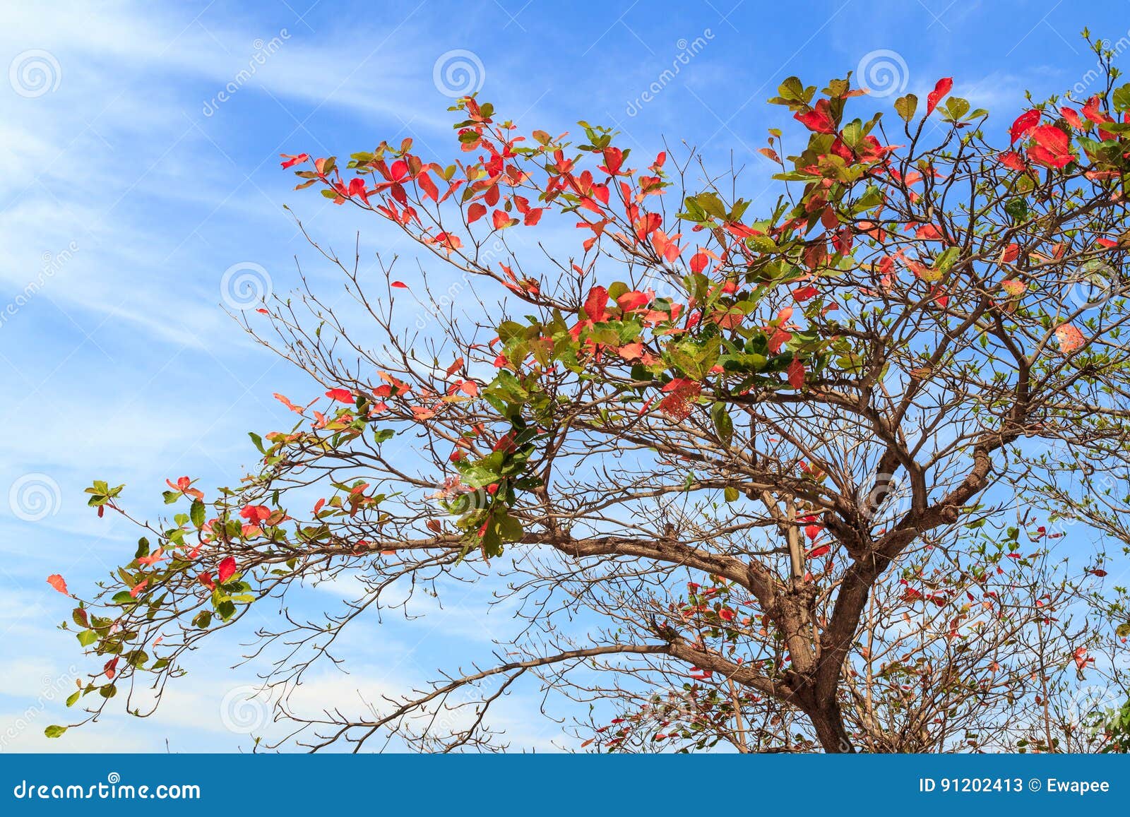 Malabar tree. stock image. Image of deciduous, malabar - 91202413