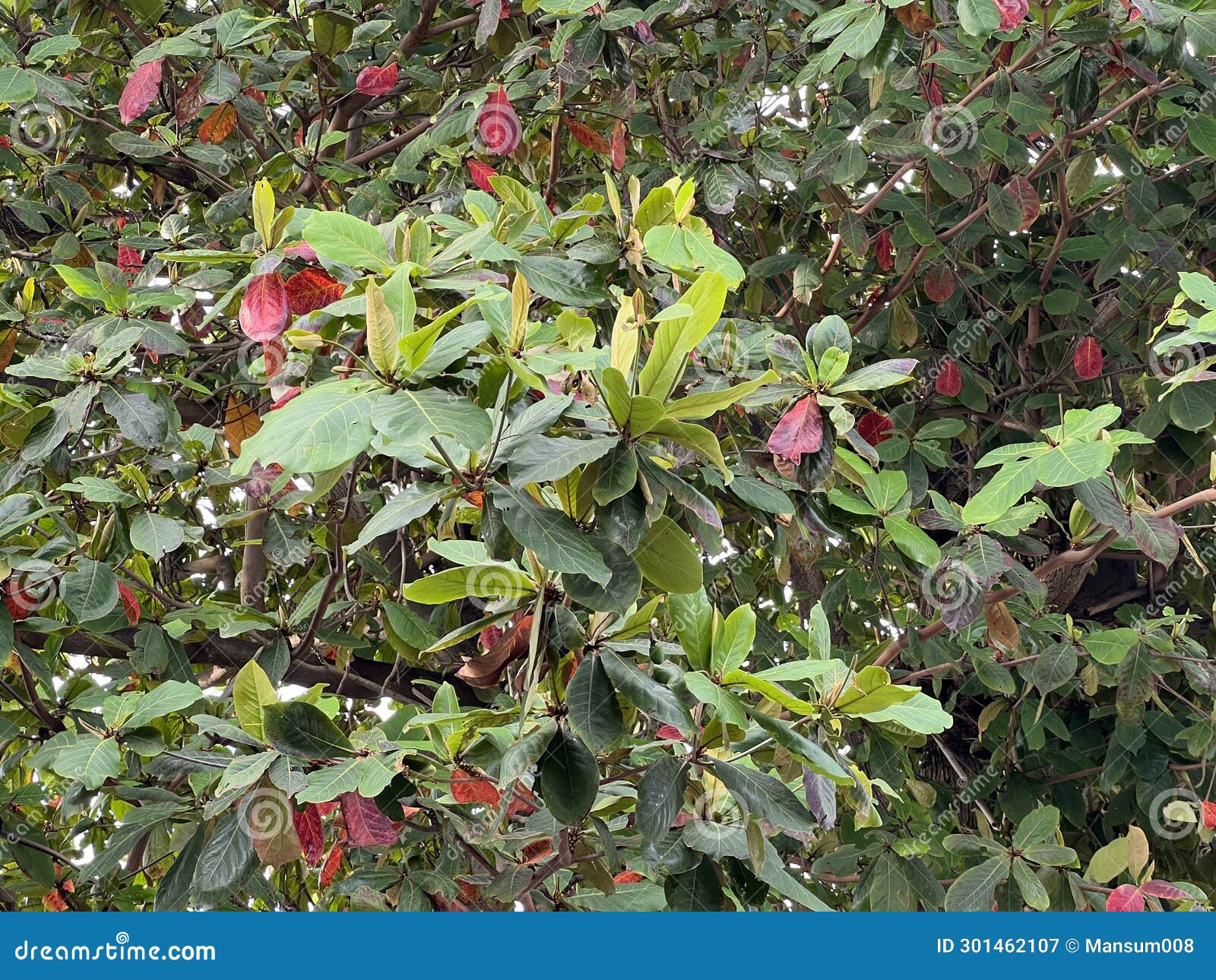 The Malabar Tree-nymph Or Malabar Royalty-Free Stock Image ...