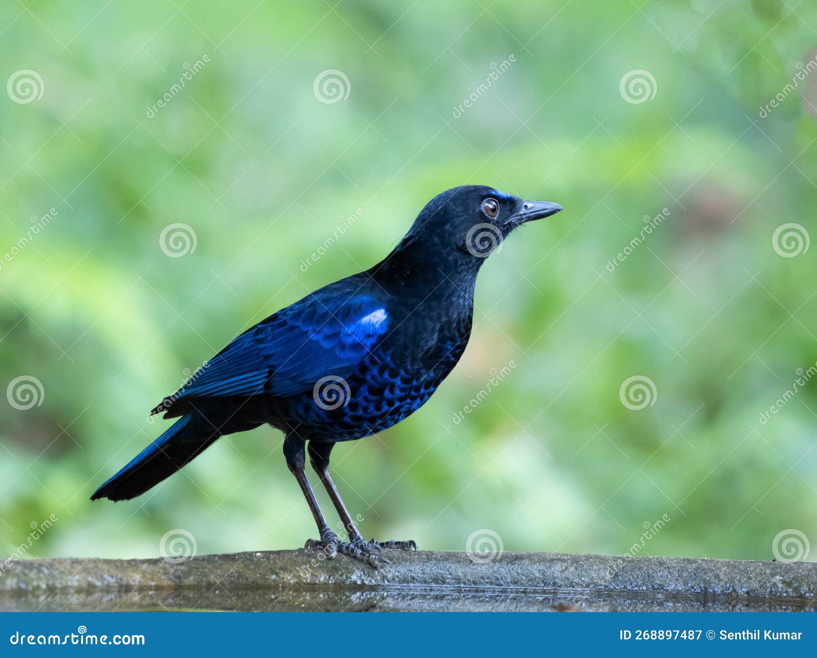 Malabar whistling bird stock image. Image of avian, perched - 268897487