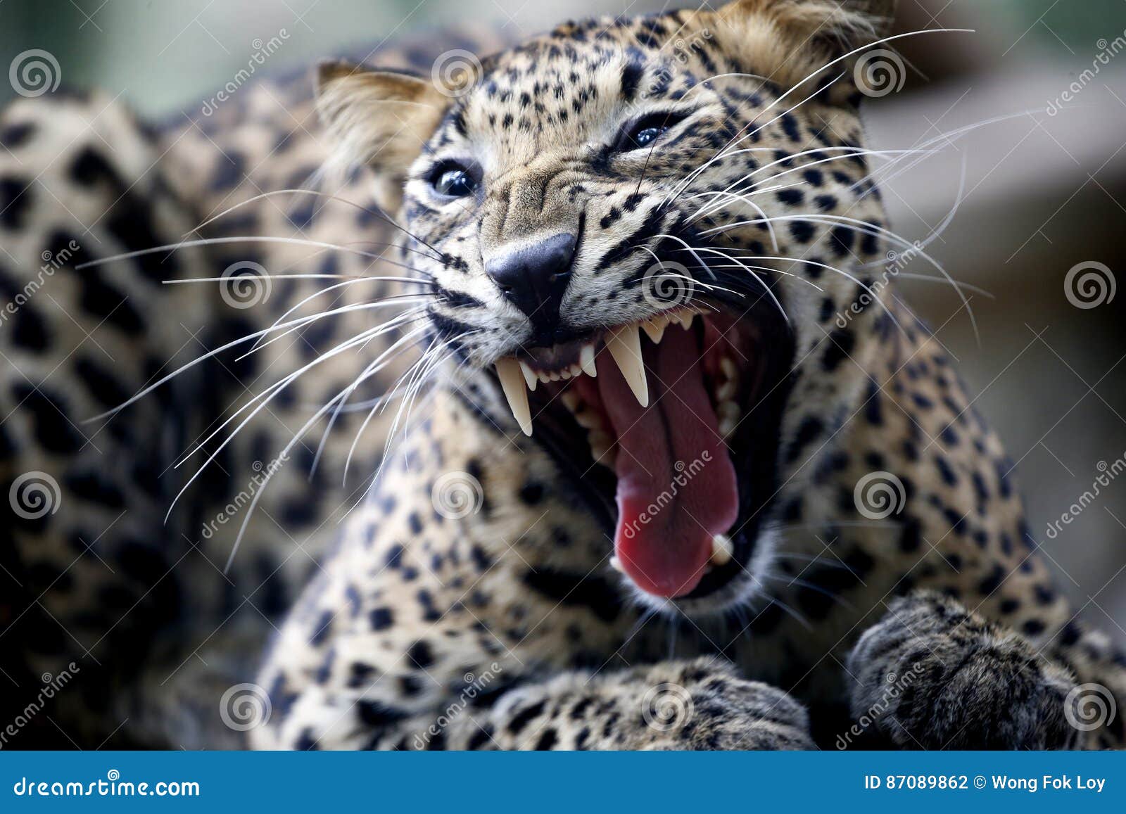 Malacca Zoo, Malaysia. stock photo. Image of bird, nature - 87089862