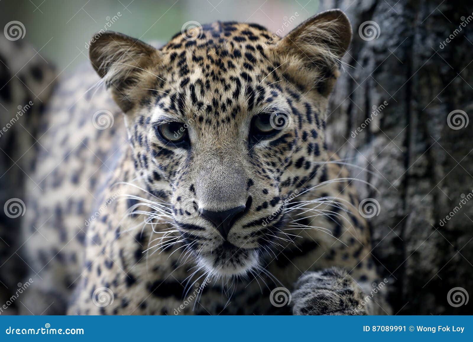 Malacca Zoo, Malaysia. stock image. Image of malaysia - 87089991