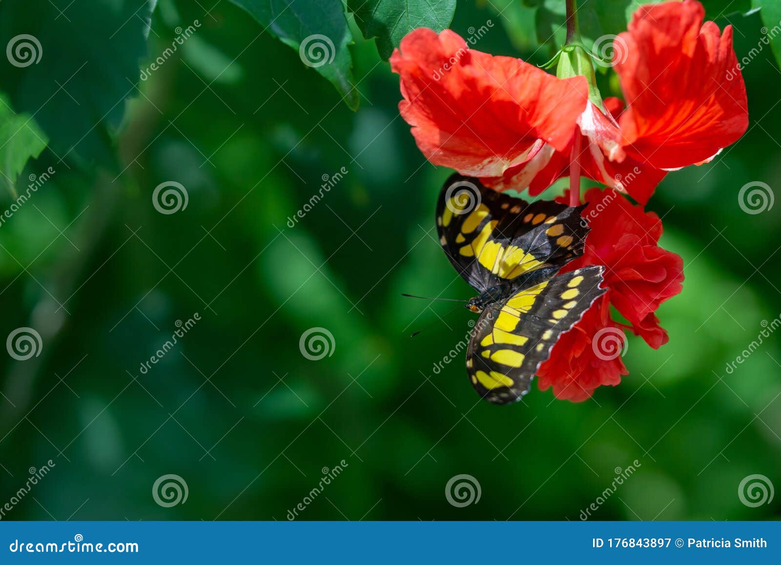 Malachite Butterfly On Hibiscus Flower Stock Image Image Of Butterfly