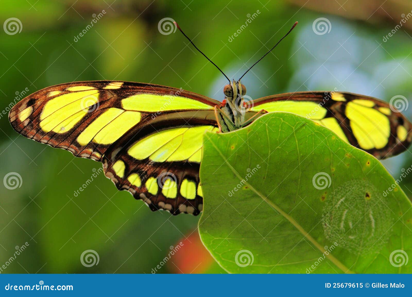 Malachite Butterfly (underside) Stock Image - Image of closeups, colour ...