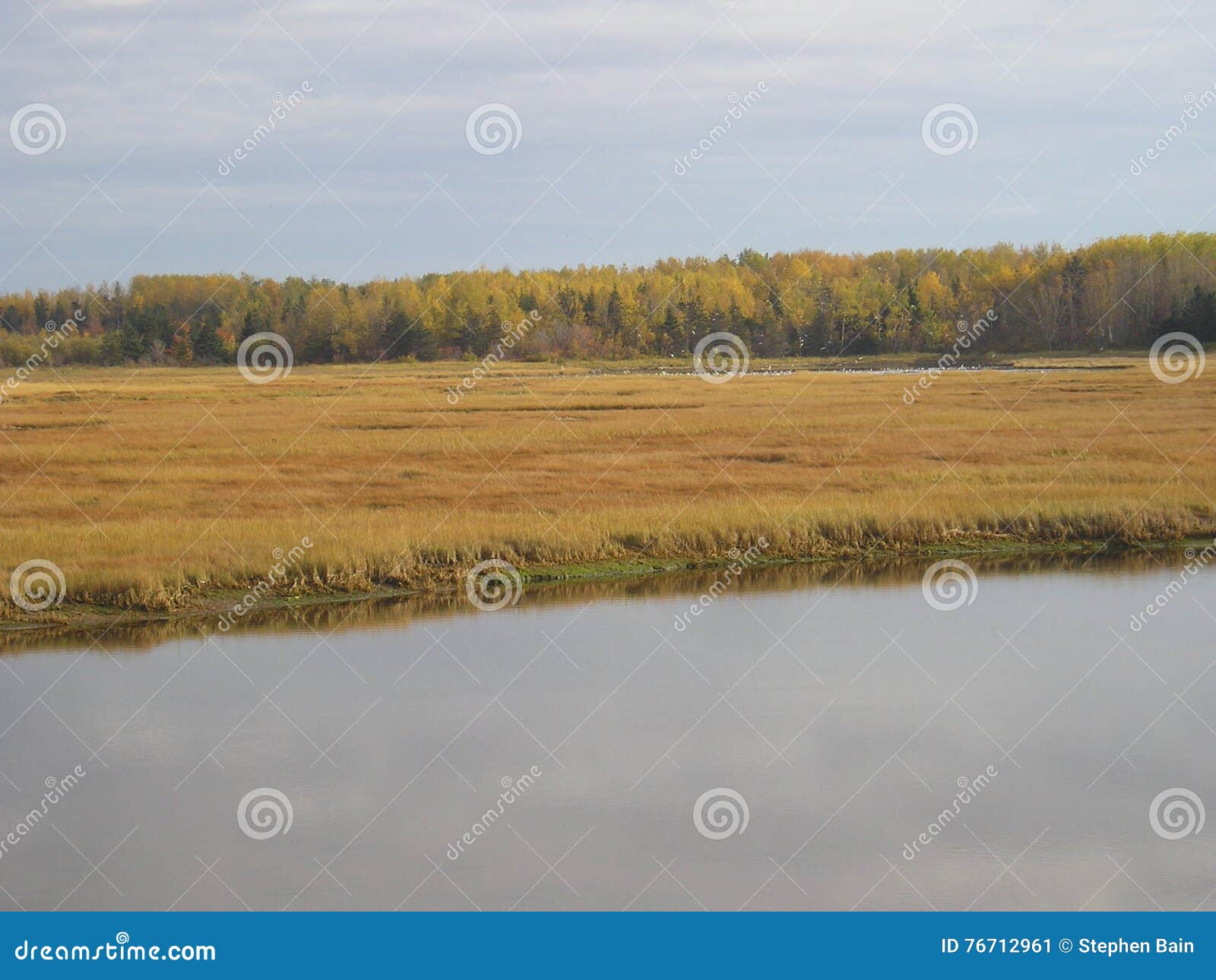 Malagash Marsh stock image. Image of forest, fall, marsh - 76712961