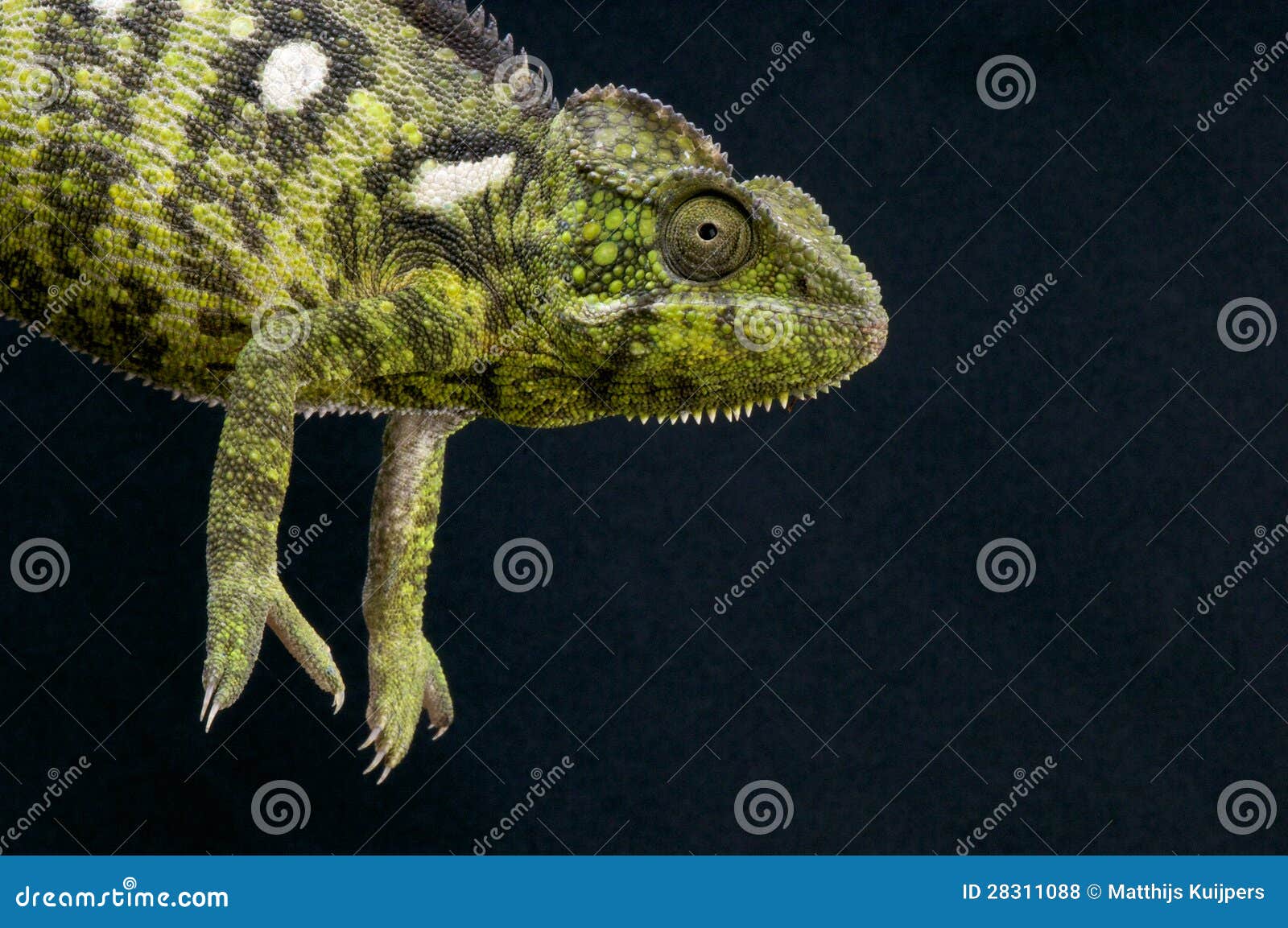 Malagasy Giant Chameleon / Furcifer Oustaleti Stock Photo - Image of ...