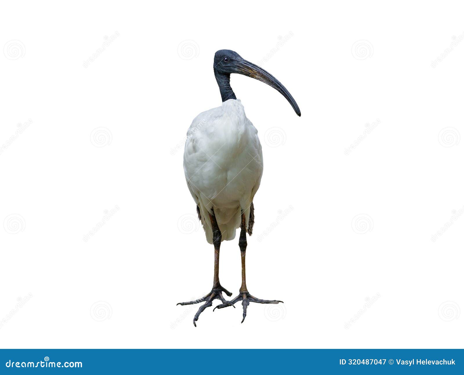 Malagasy Sacred Ibis Isolated on White Background Stock Image - Image ...