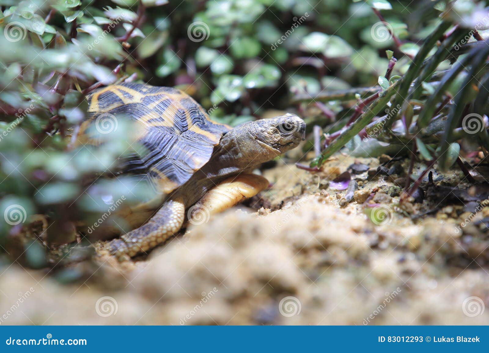 Malagasy spider tortoise stock image. Image of reptile - 83012293