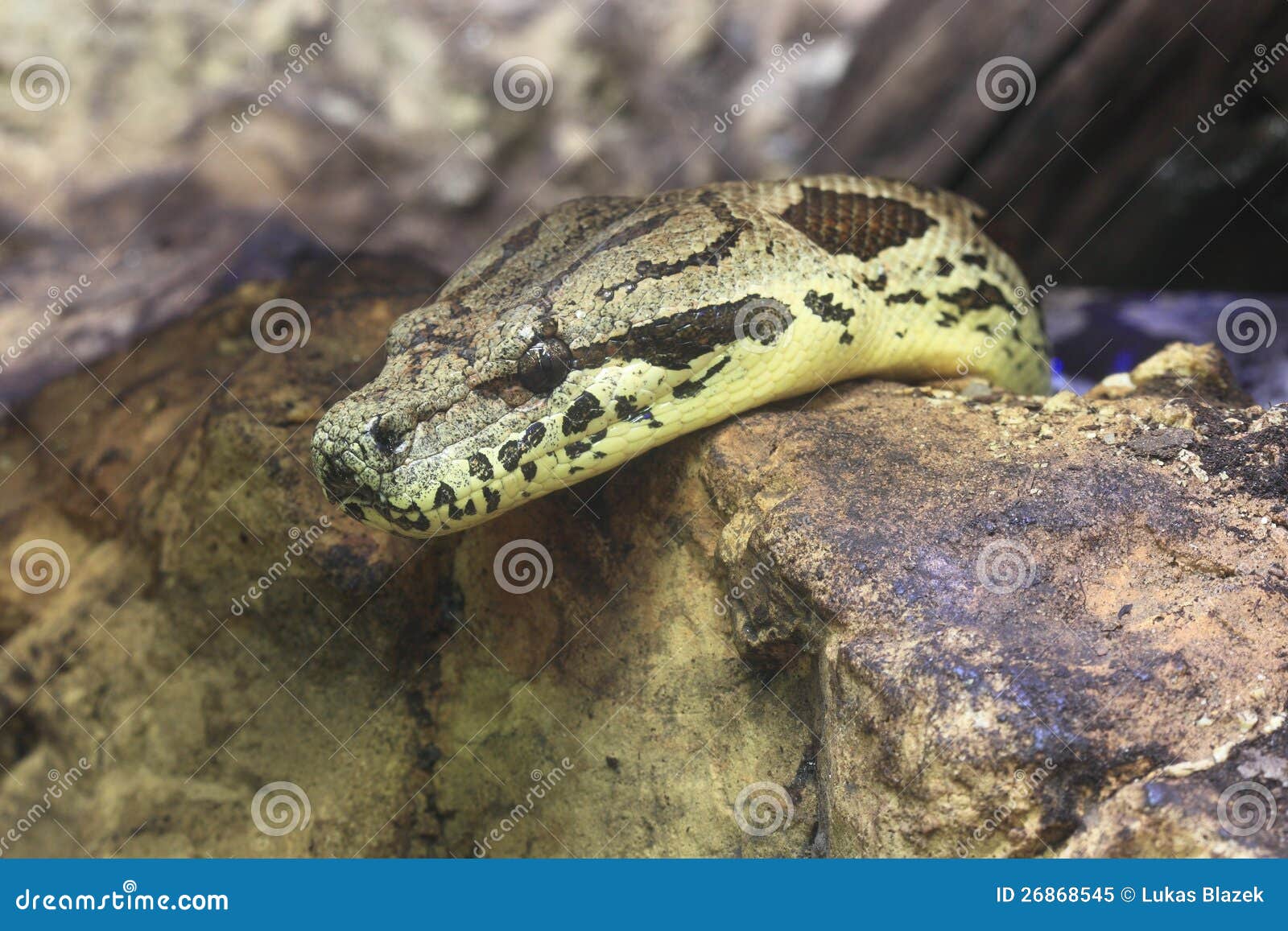 Malagasy tree boa stock image. Image of nature, madagascar - 26868545