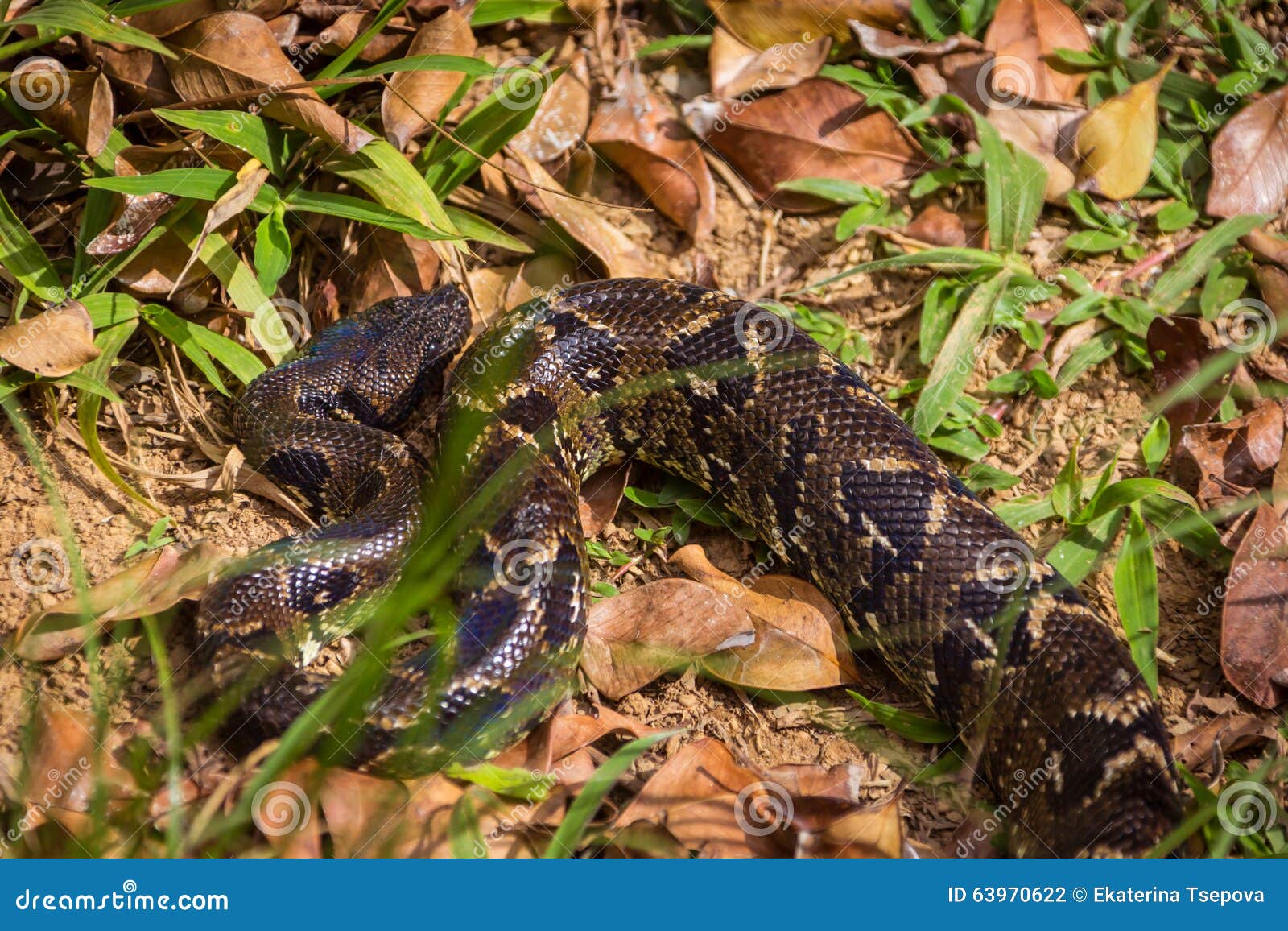 Malagasy tree boa stock photo. Image of animal, brown - 63970622