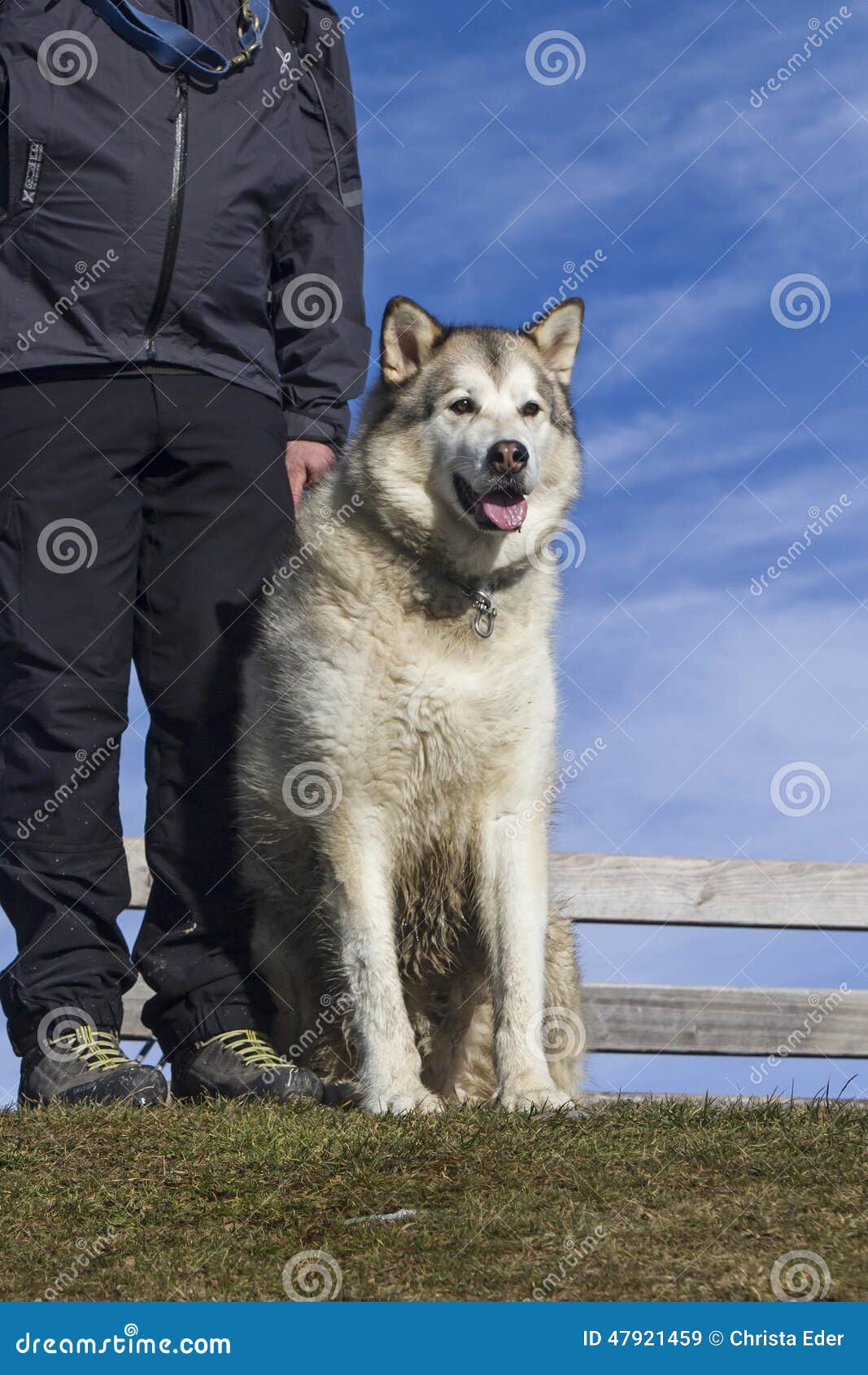 Malamut de Alaska imagen de archivo. Imagen de raza, purebred - 47921459