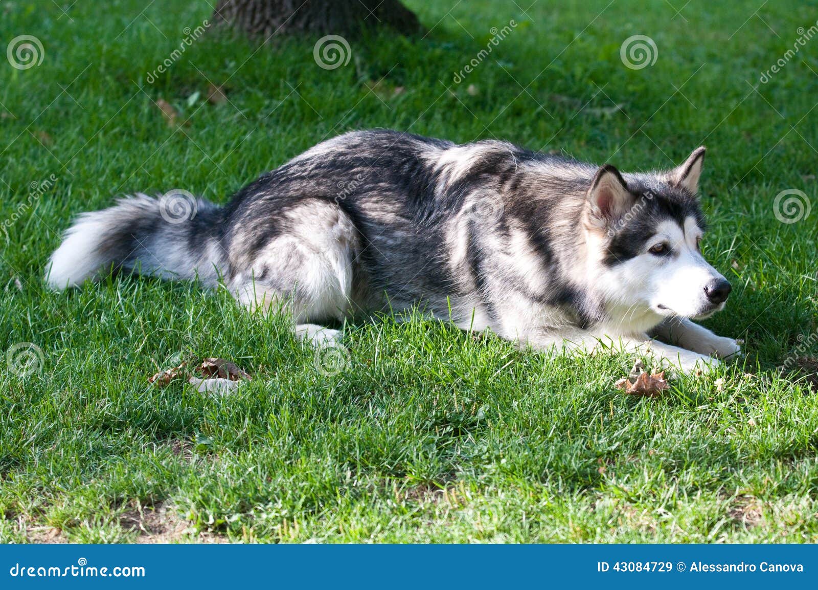 Malamute De Alaska De La Raza Del Perro Imagen de archivo - Imagen de ...