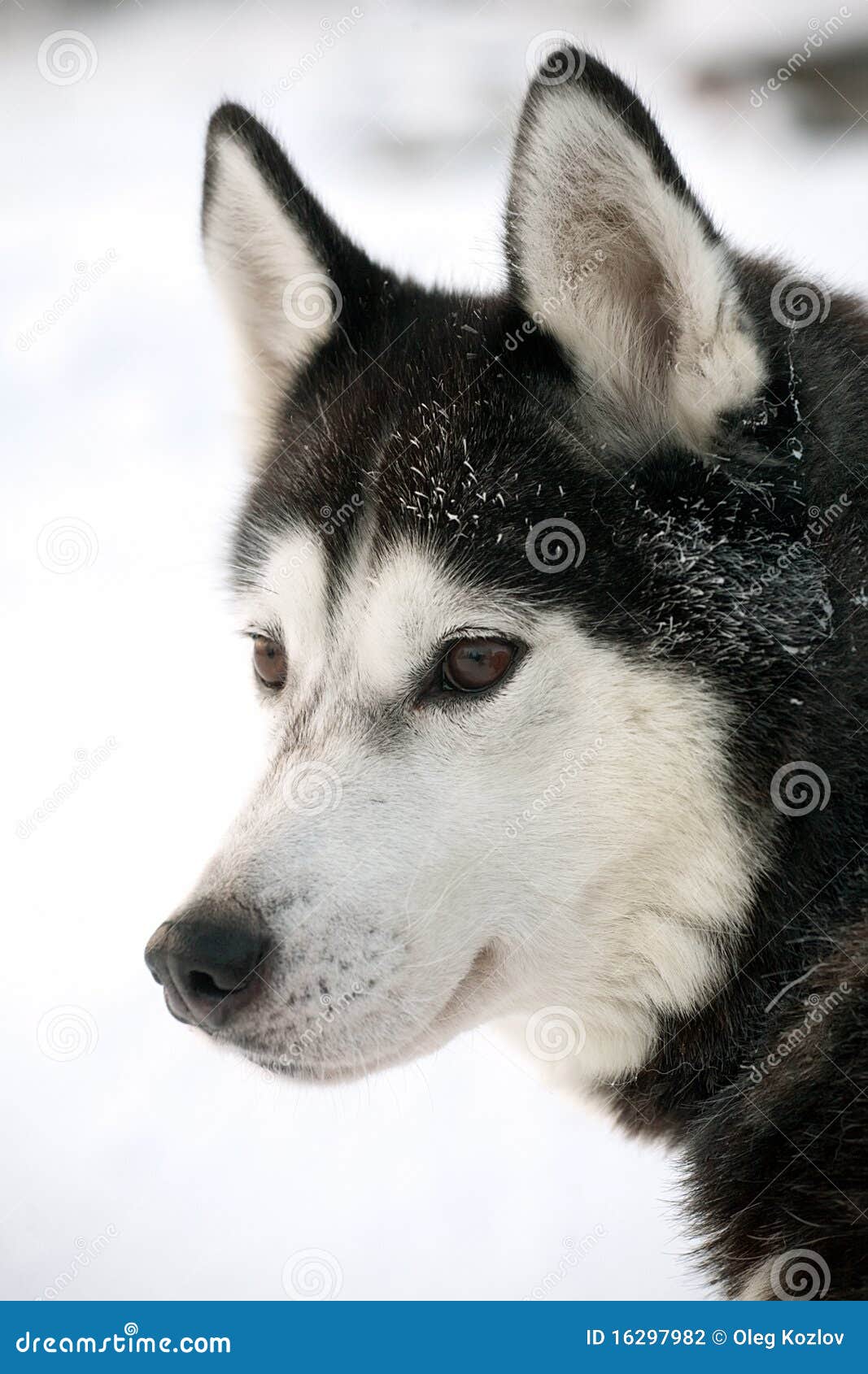 Malamute dog stock photo. Image of sleddog, portrait - 16297982