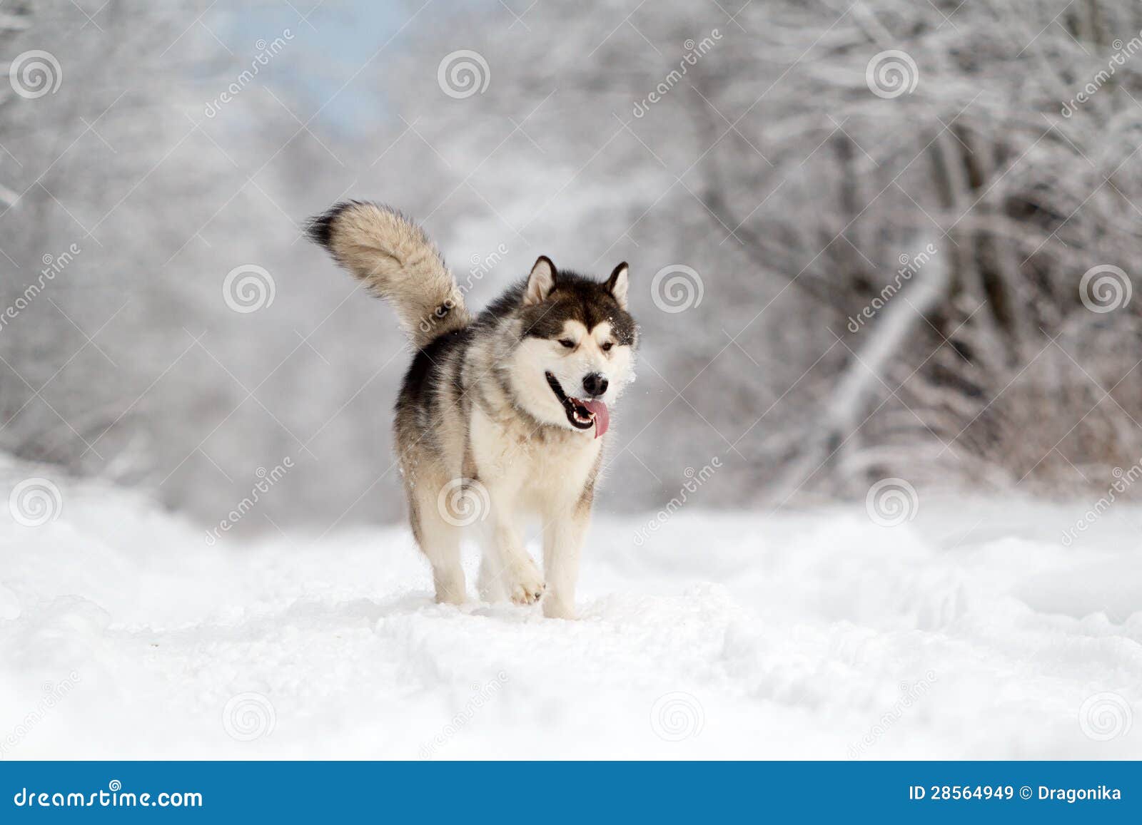 Malamute dog stock image. Image of nature, snow, wolfdog - 28564949