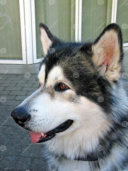 Malamute dog stock photo. Image of strength, snow, siberia - 5544502