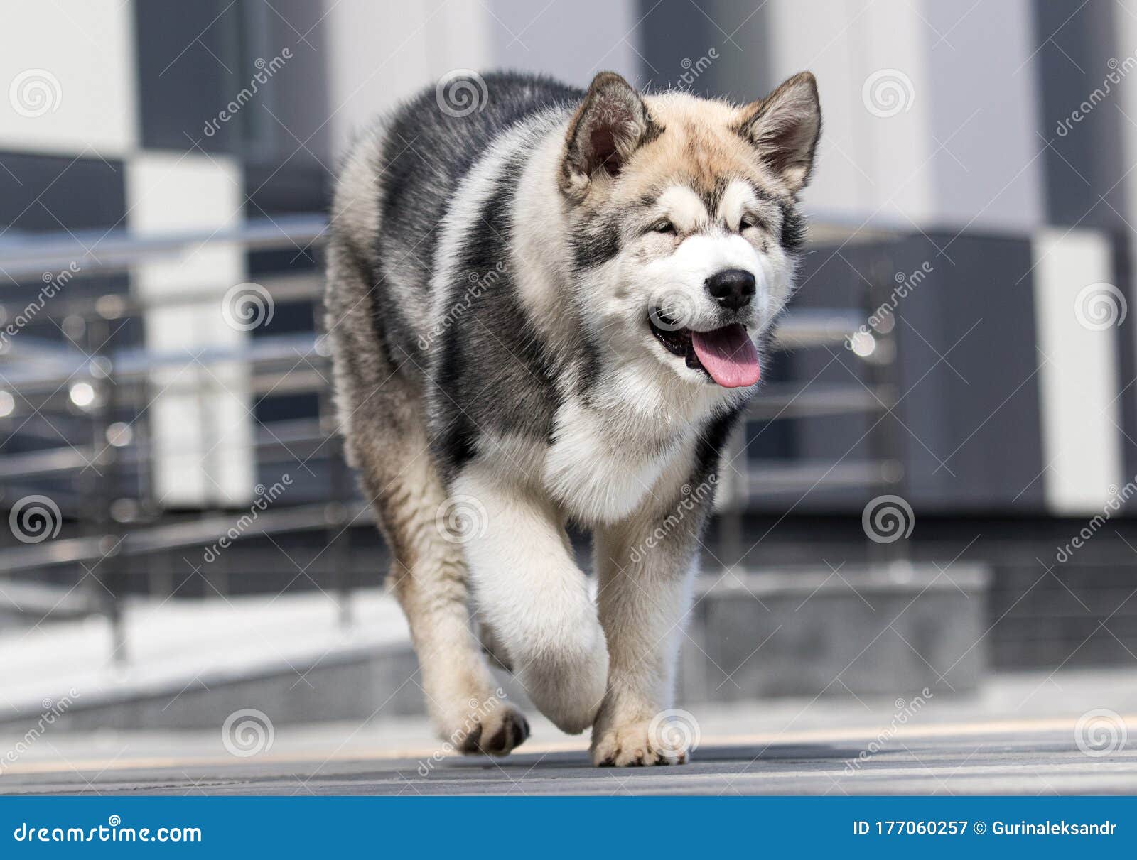 Malamute dog runs fast stock image. Image of running - 177060257