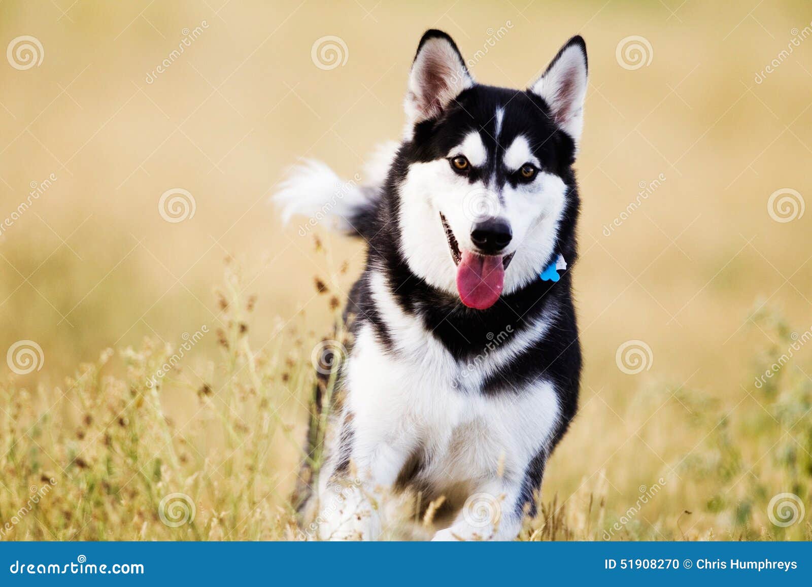 Alaskan Malamute Running stock photo. Image of open, alaskan - 51908270
