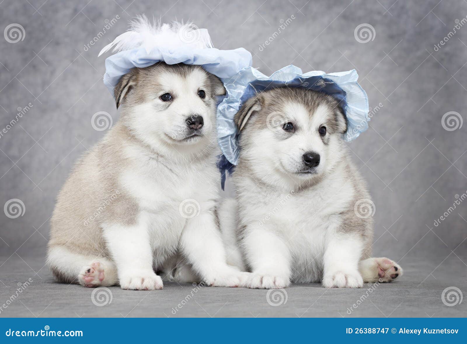 Malamute puppies stock image. Image of puppy, mammal - 26388747
