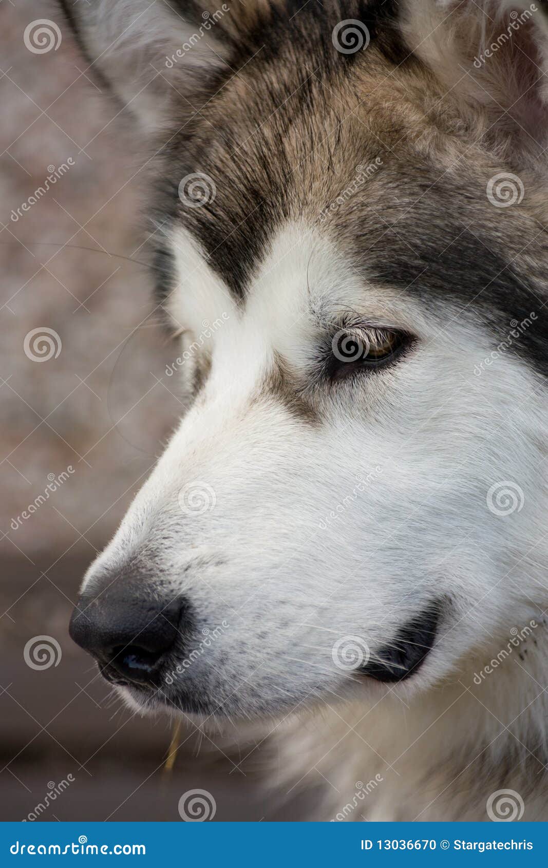 Malamute puppy stock photo. Image of beautiful, thoroughbred - 13036670