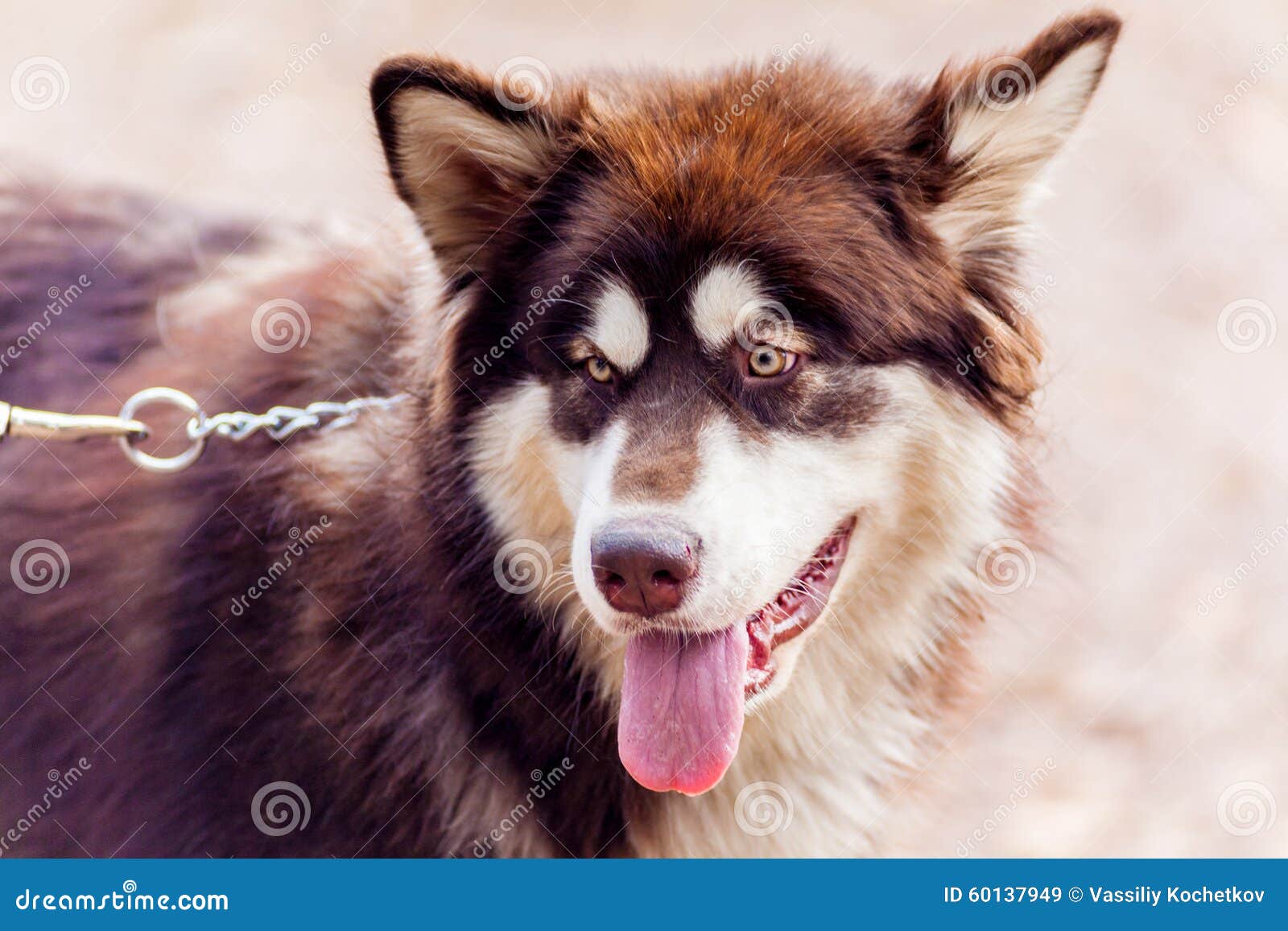 Malamute stock image. Image of obedience, dogs, panting - 60137949