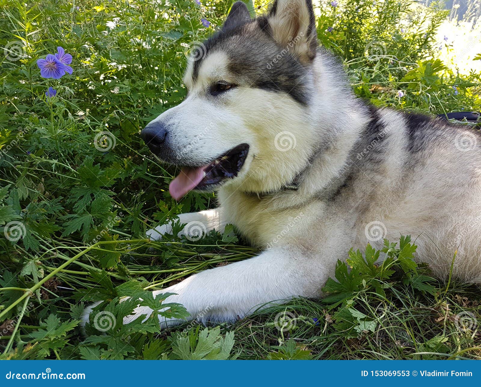 Malamutes dogs. stock image. Image of mountains, plants - 153069553