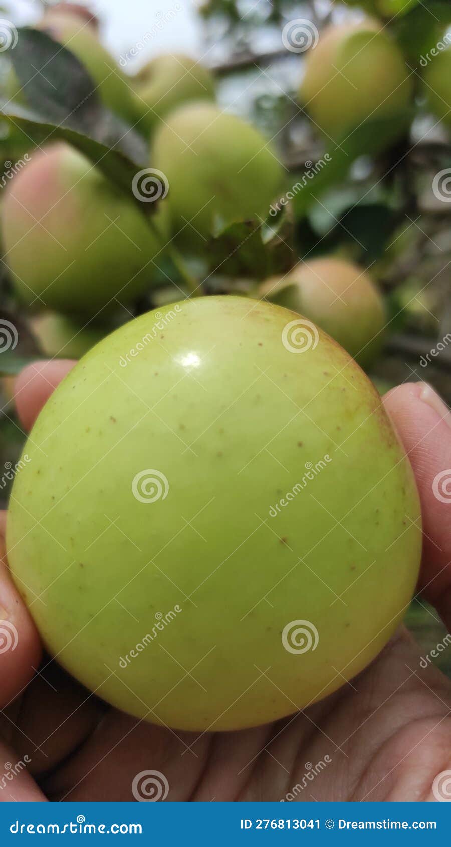 Malang Apple stock image. Image of tree, plant, fruit - 276813041